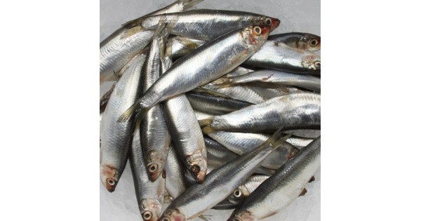 Sprats - Whole