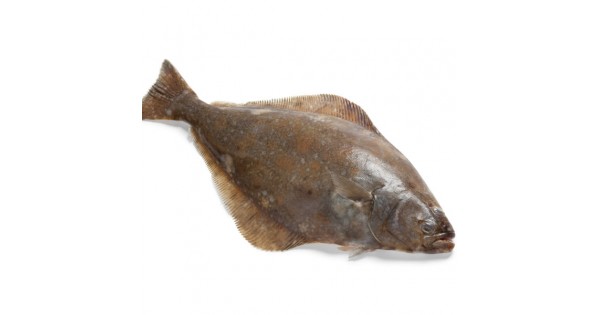 Halibut - Whole - Fresh, Farmed